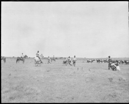 Branding scene. Spur Ranch - SMS Ranch, Texas. | Amon Carter Museum of ...