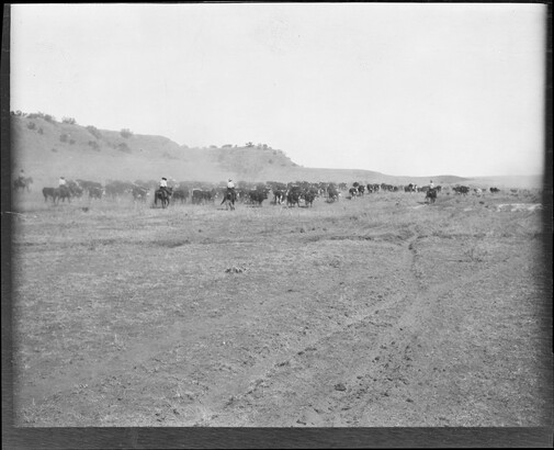 Matador cowpunchers trailing a herd of cattle from the roundup grounds ...