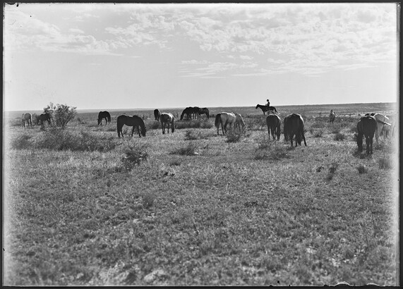 Wranglers with remuda. Matador Ranch, Texas. | Amon Carter Museum of ...