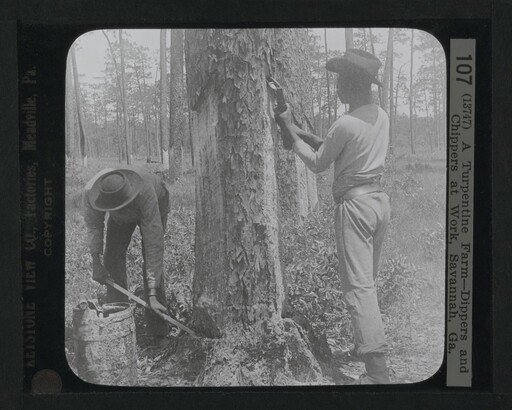 A Turpentine Farm -- Dippers and Chippers at Work, Savannah, Georgia ...