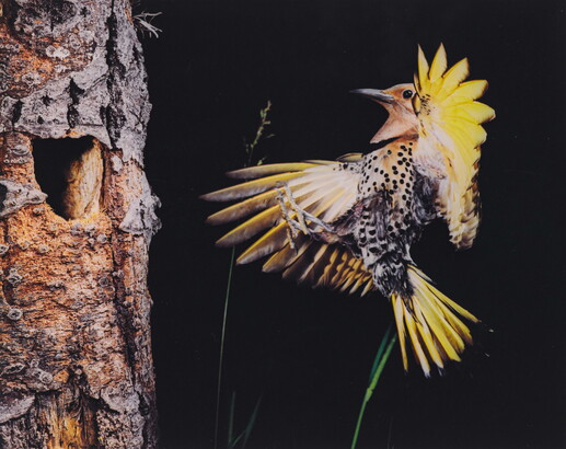 Eliot Porter s Birds Amon Carter Museum Of American Art