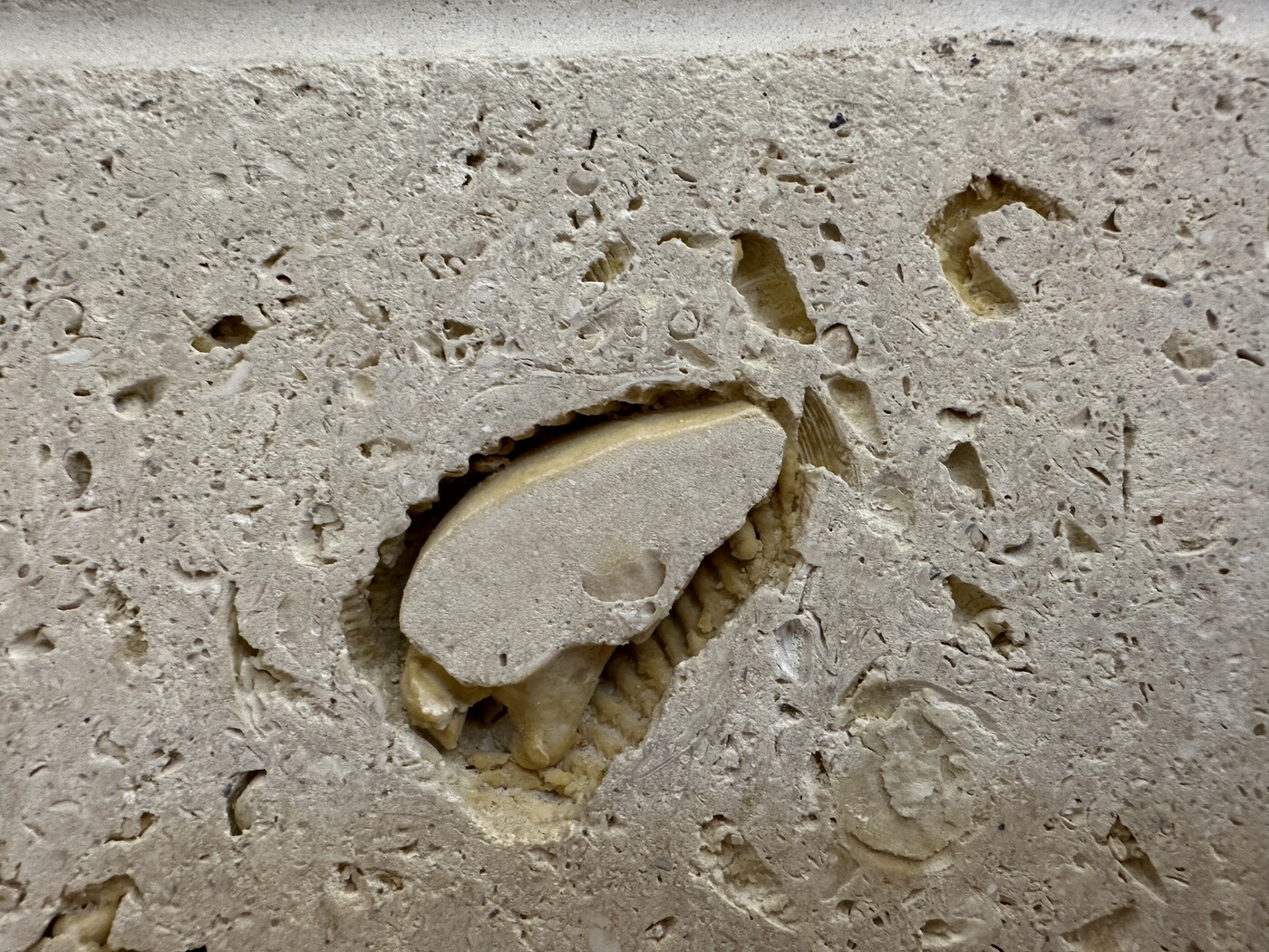 Looking at the walls | Amon Carter Museum of American Art