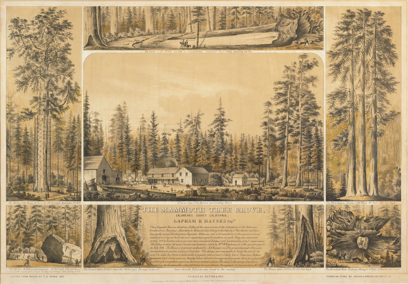 The Mammoth Tree Grove, Calaveras County California. | Amon Carter ...