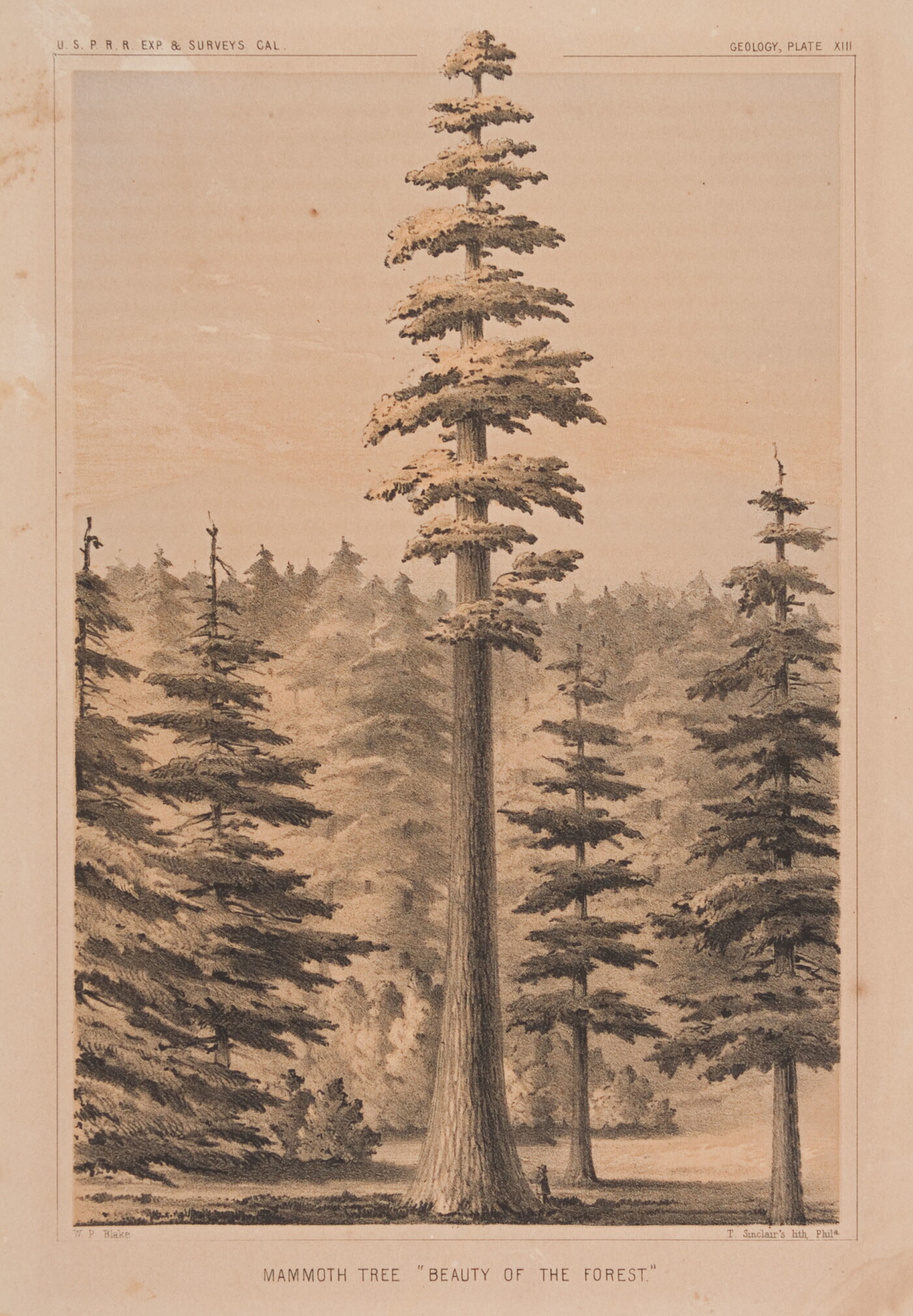 Mammoth Tree "Beauty of the Forest" | Amon Carter Museum of American Art