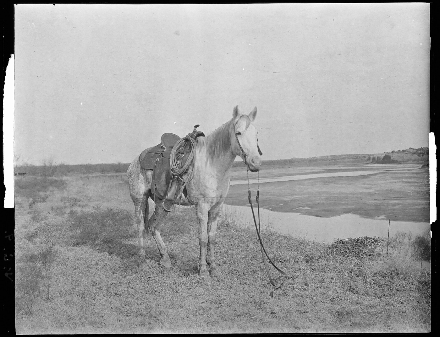 A cowpuncher's mount "tied to the ground" near the Wichita River, Texas ...