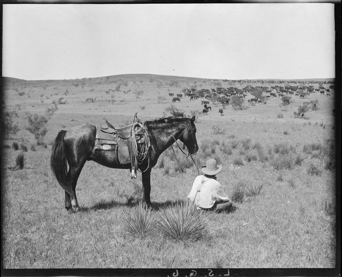 Arthur Boyd of the LS on day herd. LS Ranch, Texas. | Amon Carter ...