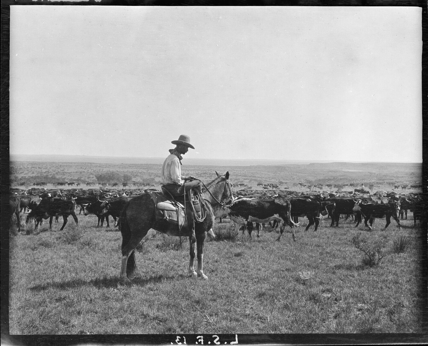 LS day herder with the cattle. LS Ranch, near Tascosa, Texas. | Amon ...