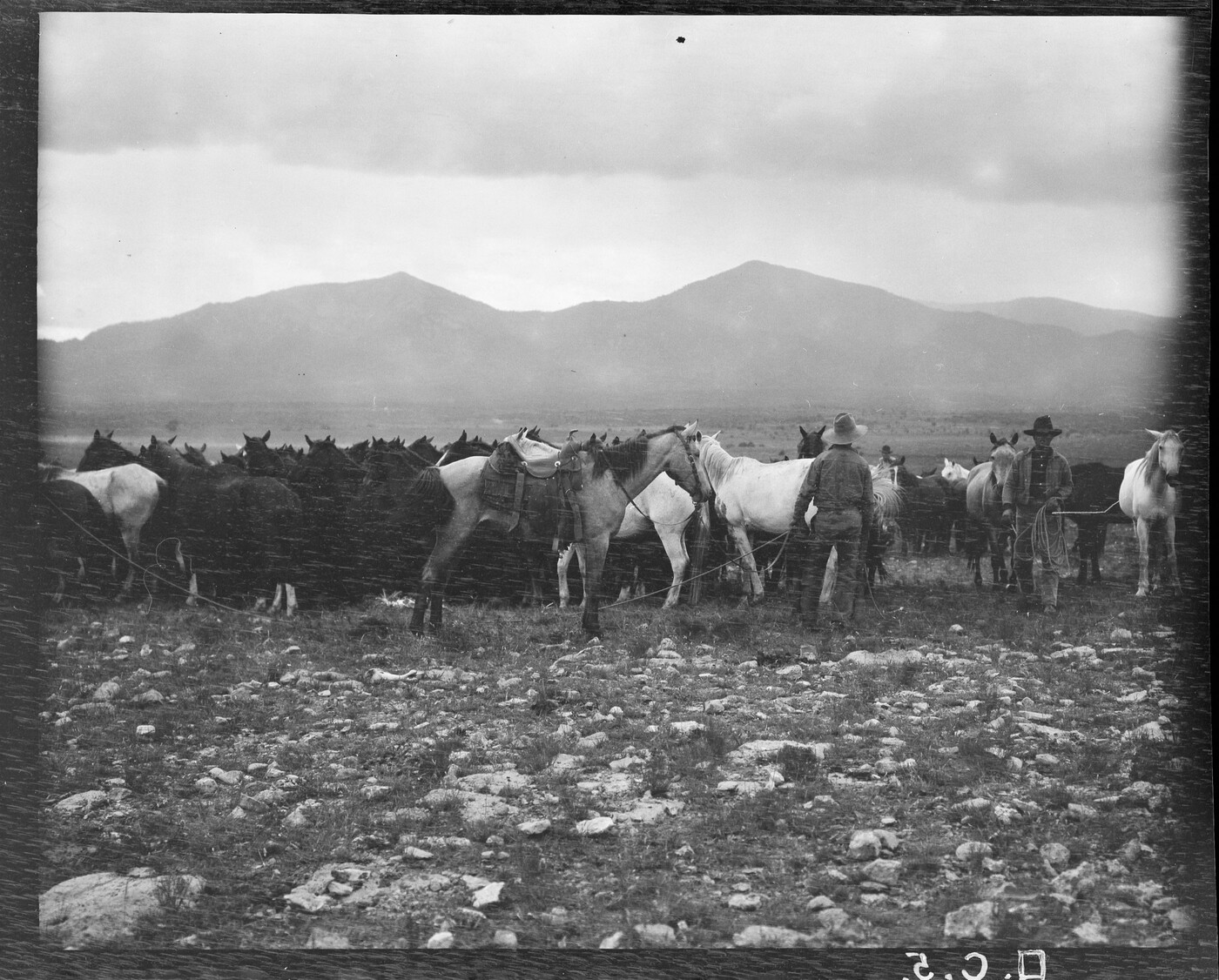 Cowhands holding the remuda with a rope corral while ropers catch up ...