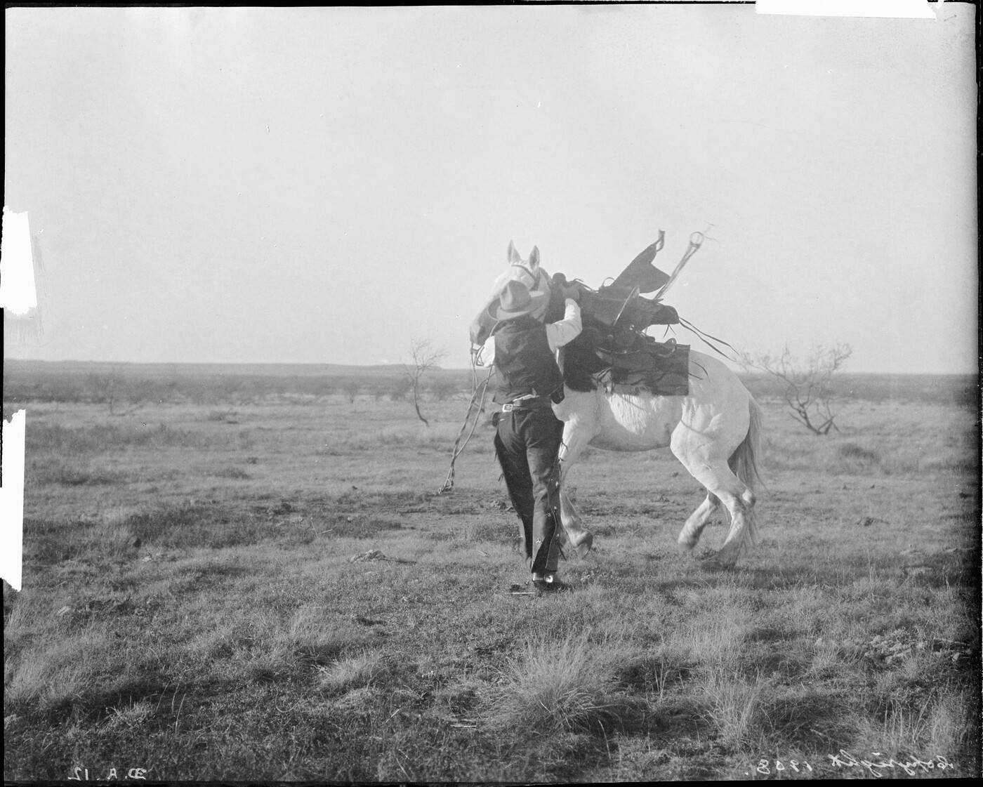Edwin Sanders having trouble with "Puddin' Foot," a Percheron cross on ...
