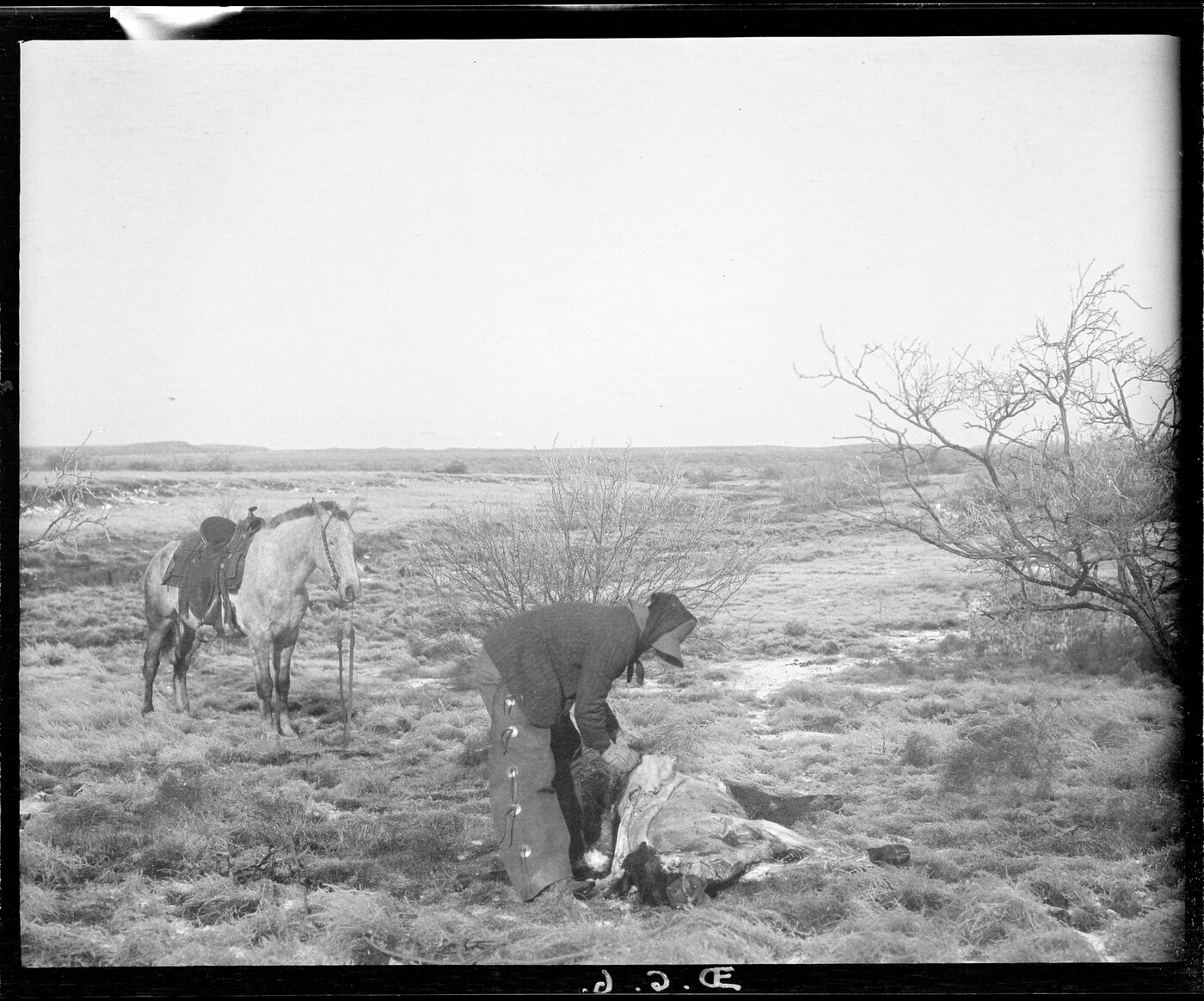 Cowpuncher [Edwin Sanders] skinning a beef in a "blue norther," ED ...