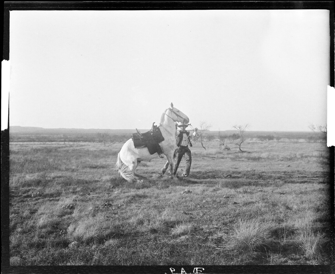 Edwin Sanders having trouble with "Puddin' Foot" a Percheron cross on a ...