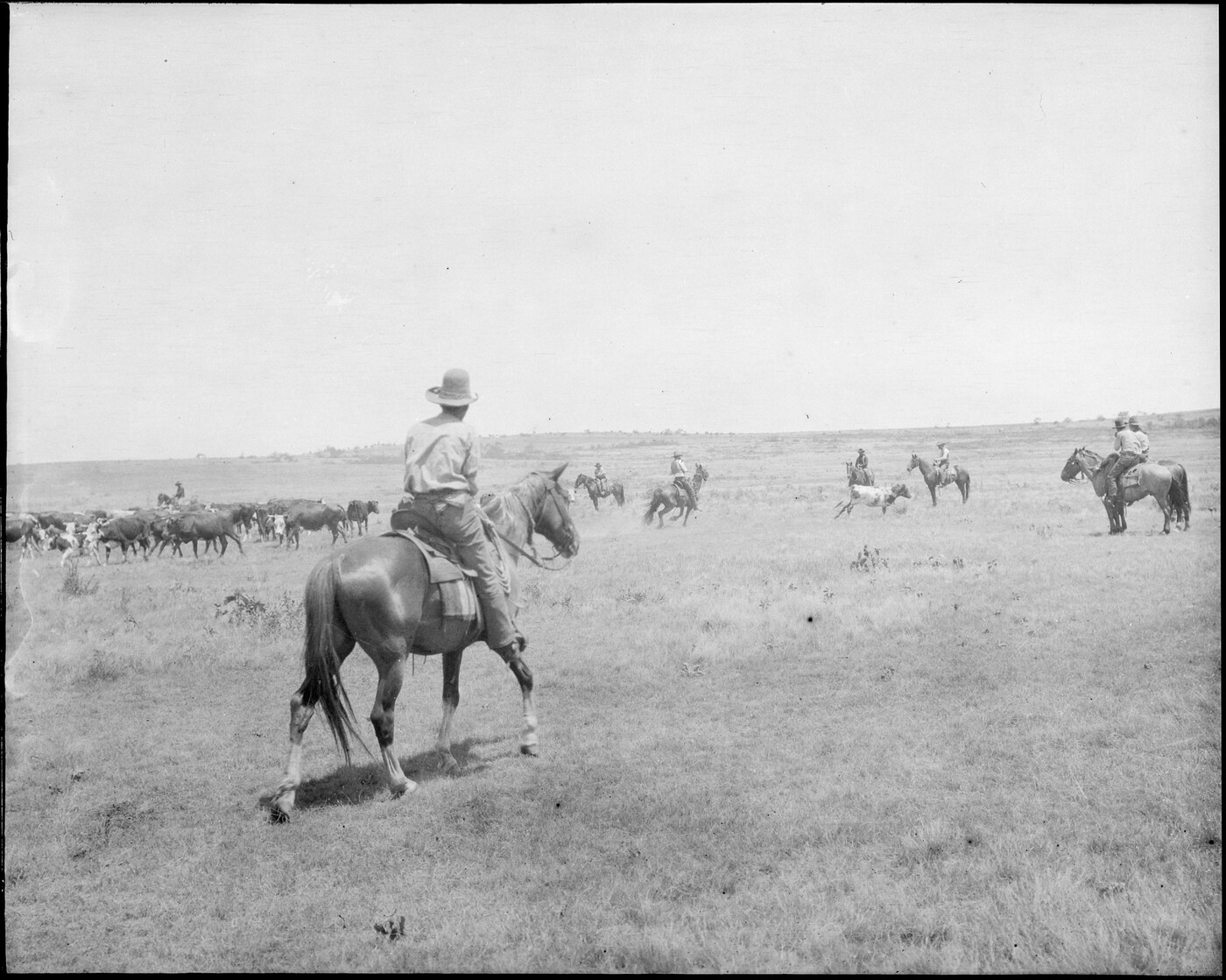 "Cutting out" a yearling. Spur Ranch (SMS Ranch), Texas. | Amon Carter ...