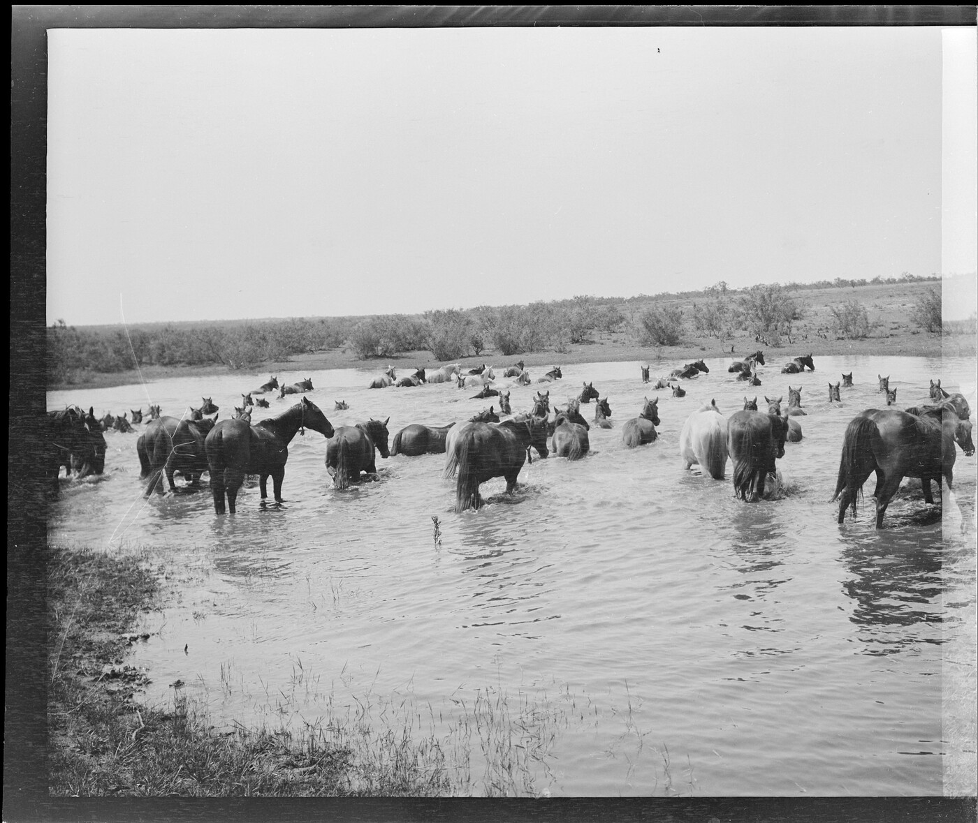 Spur Ranch remuda crossing Duck Creek. Spur Ranch, Texas. | Amon Carter ...