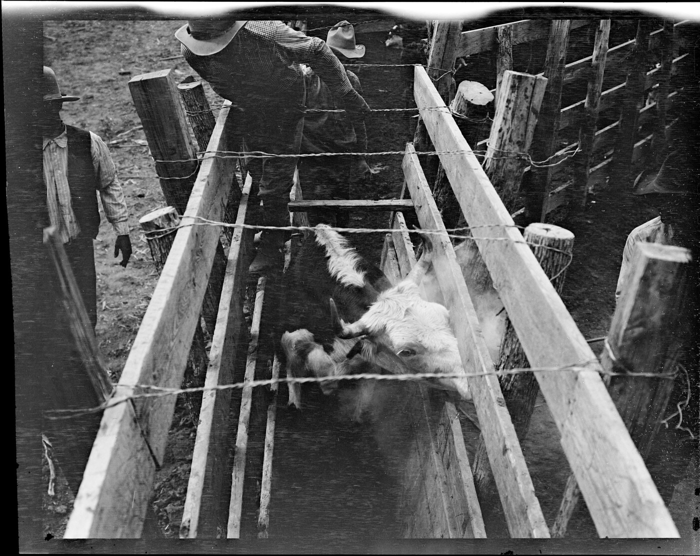 A cattle chute showing methods developed for branding and dipping ...