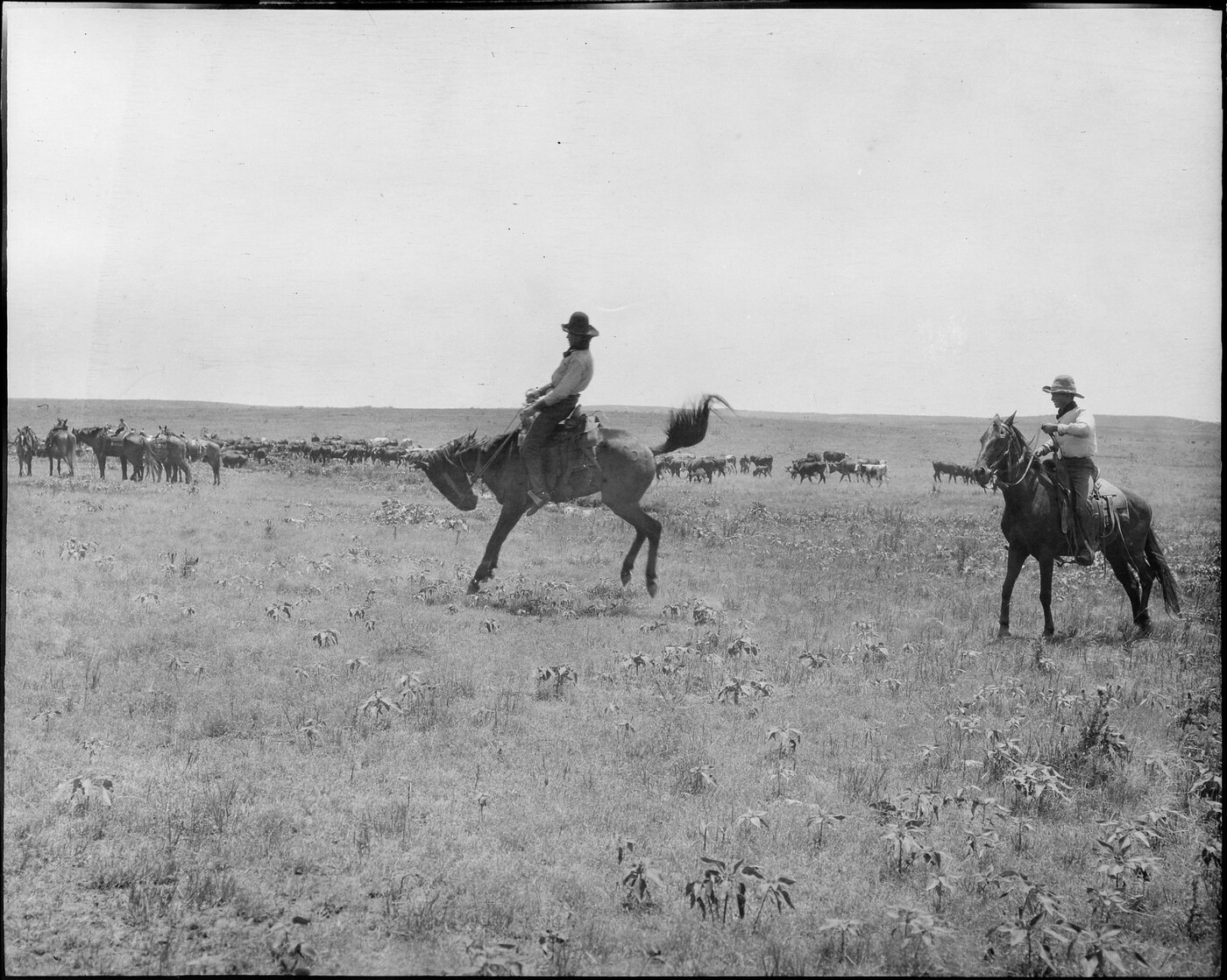Riding a bronc. Spur Ranch, Texas. | Amon Carter Museum of American Art