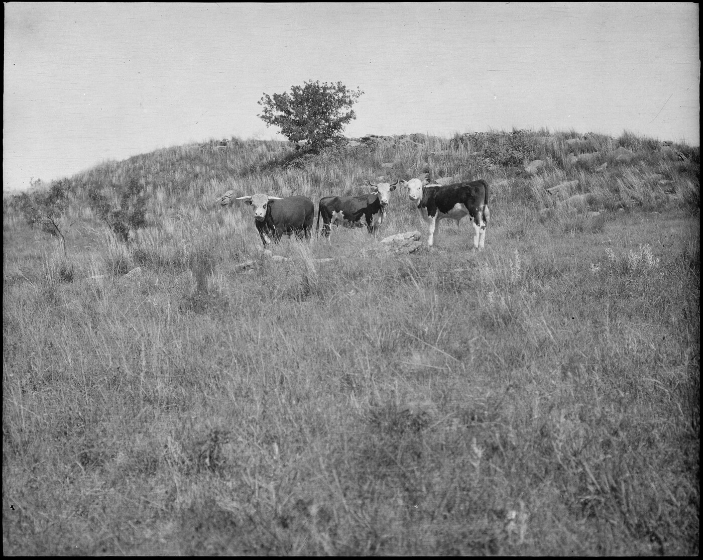 A family of white faced cattle, a bull, a cow and a calf, somewhere in ...