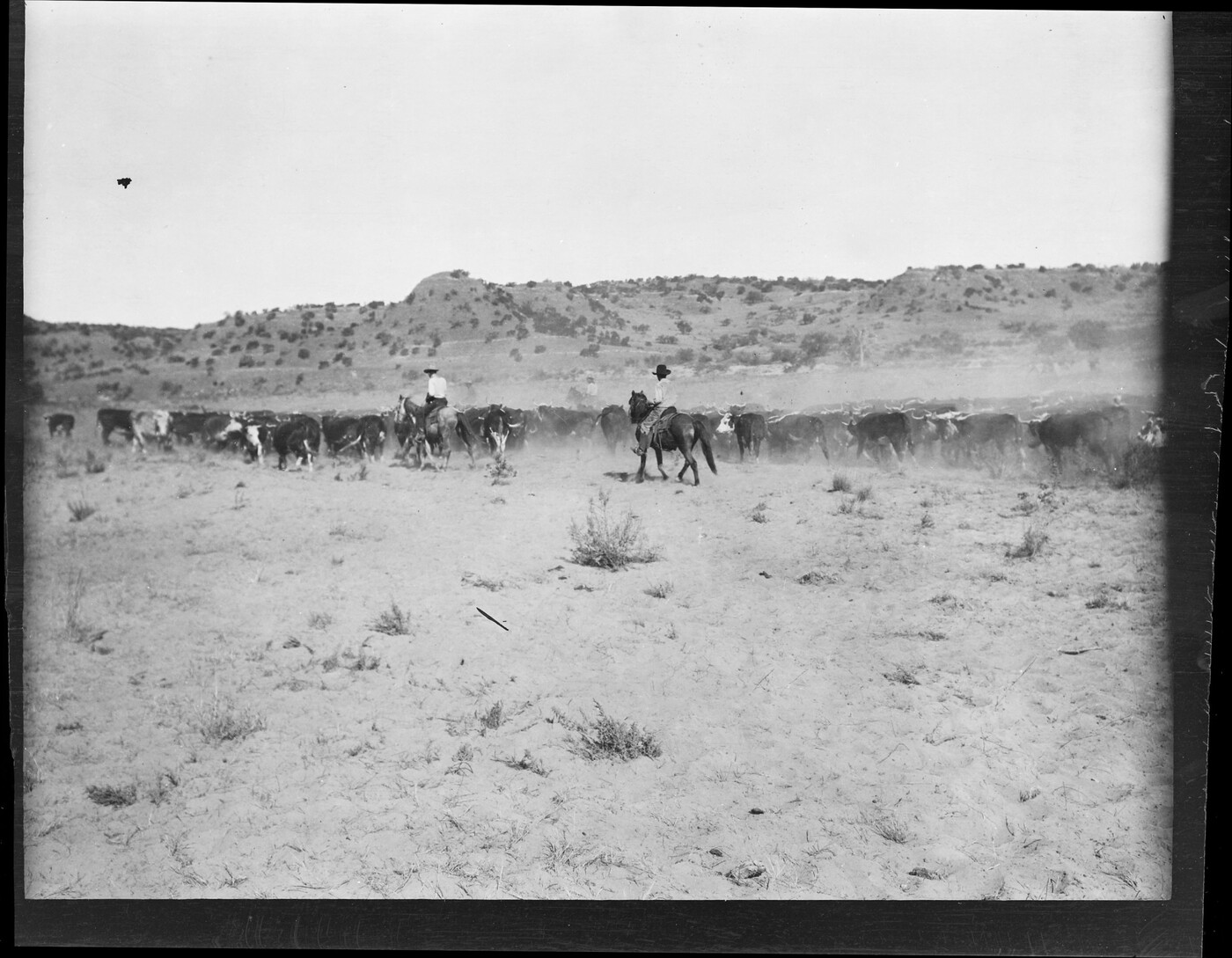 Matador cowboys riding up to the head of the herd preparing to sift the ...