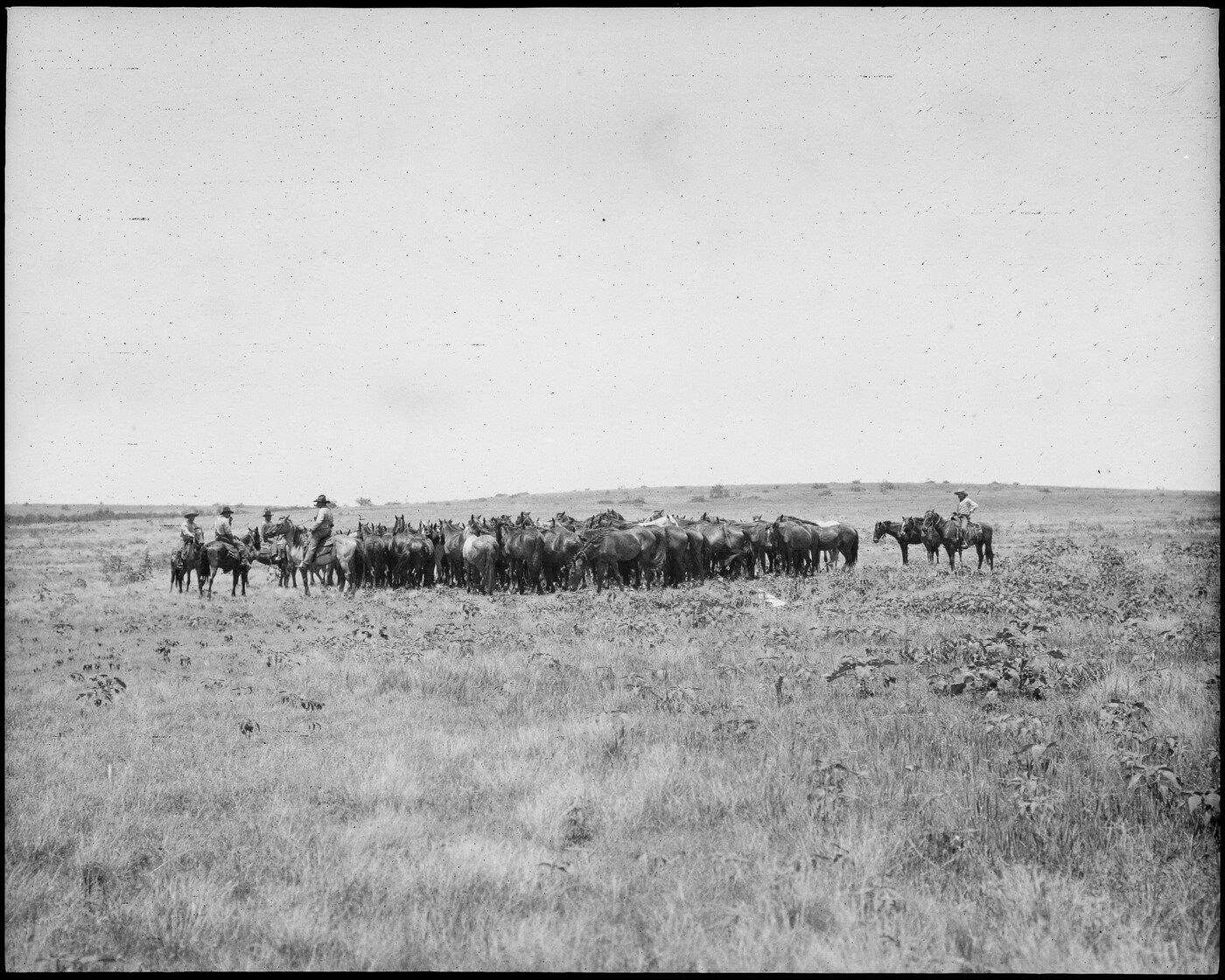 The Spur Ranch remuda. Spur Ranch, Texas. | Amon Carter Museum of ...