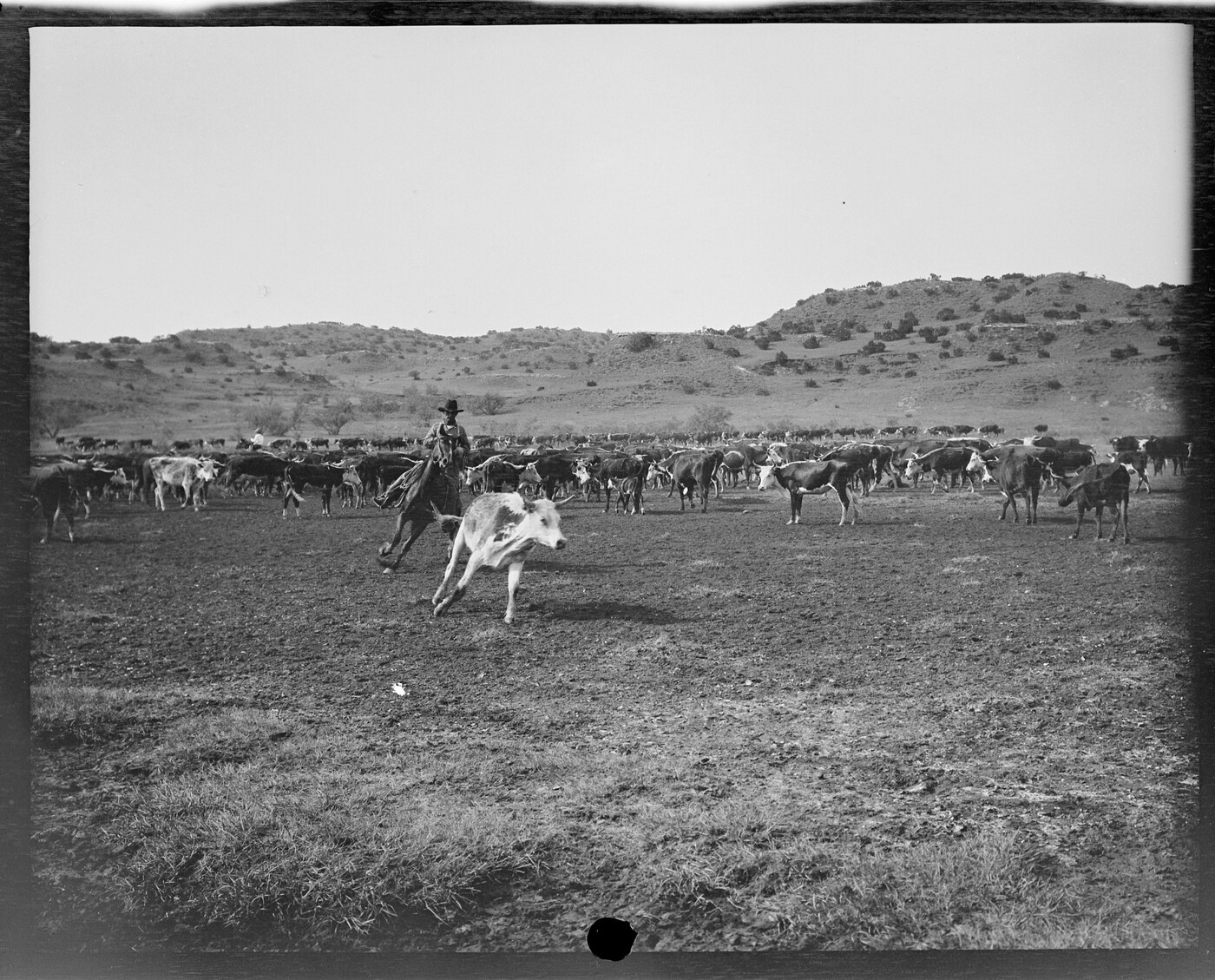 Cowboy and good cutting horse taking out the animals not wanted for ...