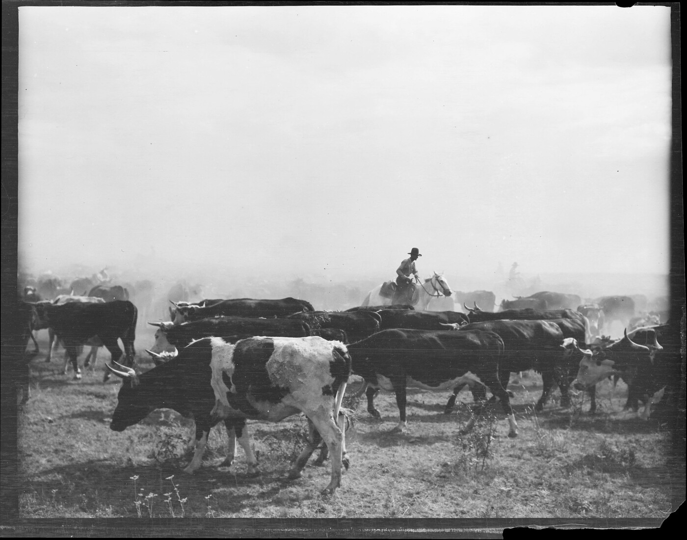 Picking his Matador cow, Matador Ranch, Texas | Amon Carter Museum of ...