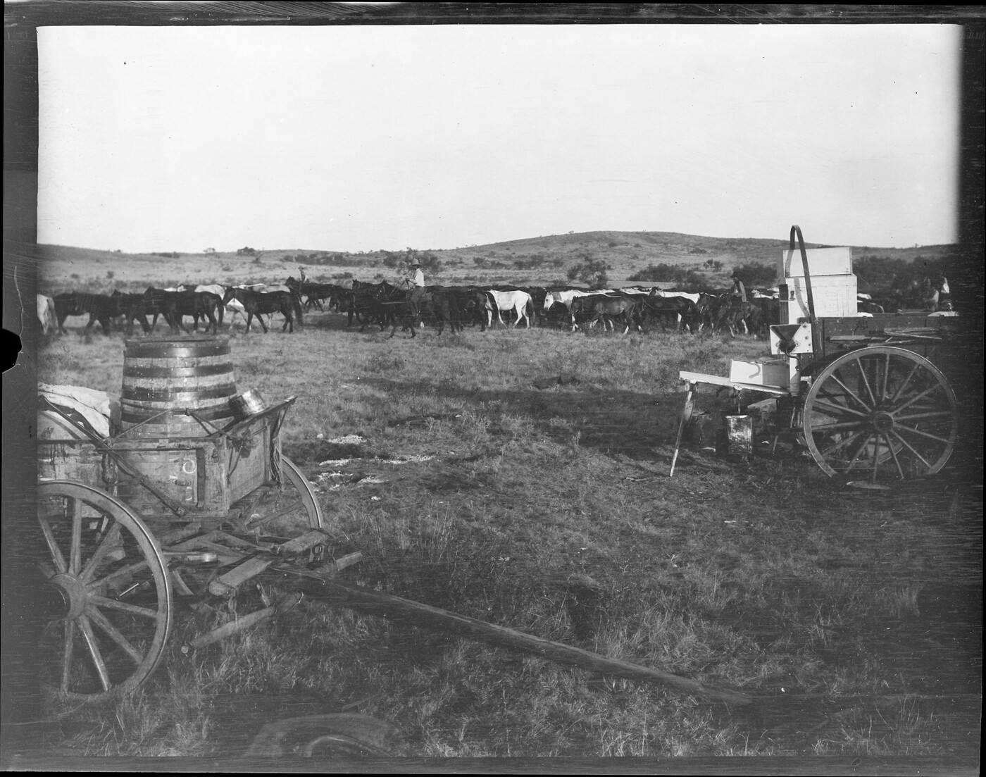 The remuda being driven past the chuck wagon and campground. Matador ...