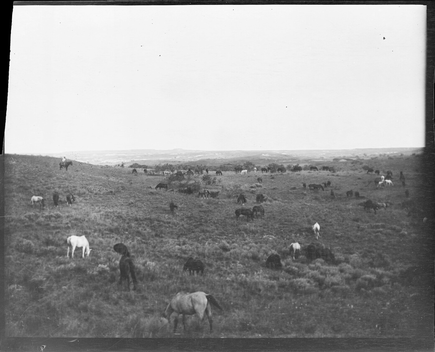 Spur Ranch remuda grazing. Spur Ranch, Texas. | Amon Carter Museum of ...