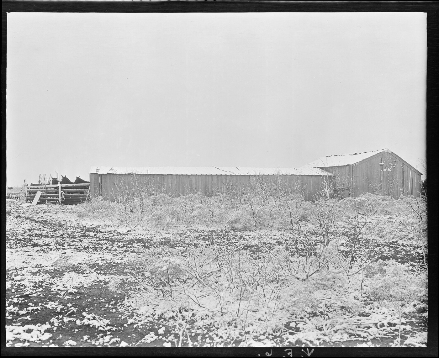 Turkey Track barns, or shed, at headquarters. Turkey Track Ranch, Texas ...