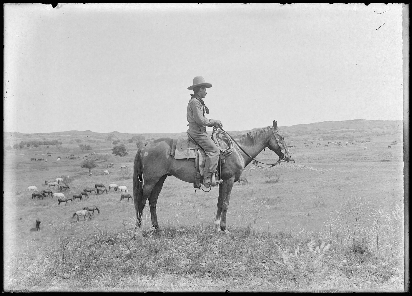 [Wrangler watching the remuda, SMS Ranch, Texas] | Amon Carter Museum ...