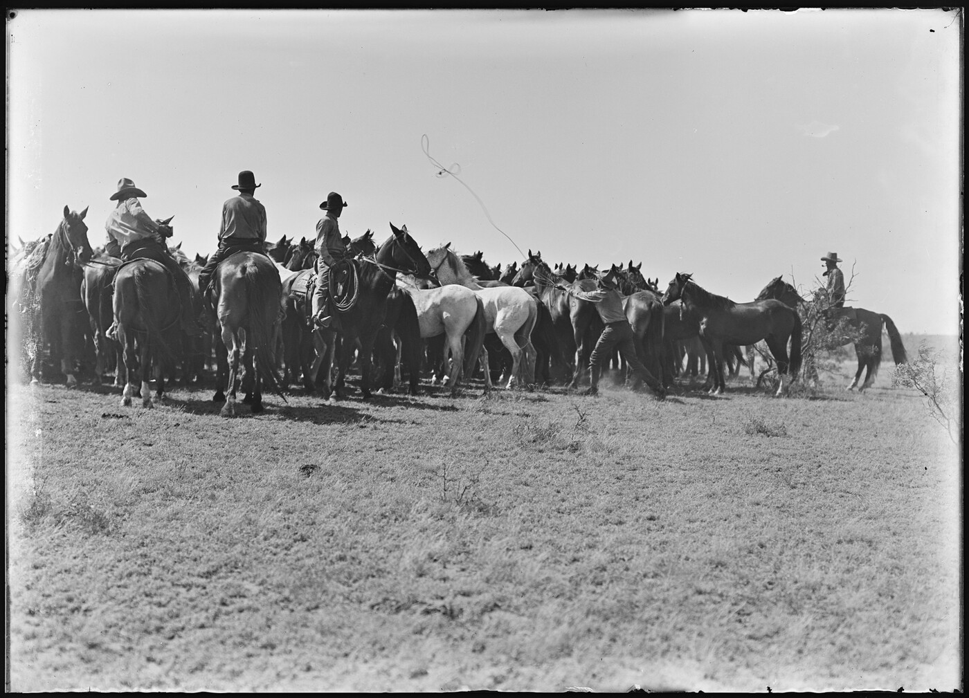 A cowpuncher roping out his mount for the day from the remuda (band of ...