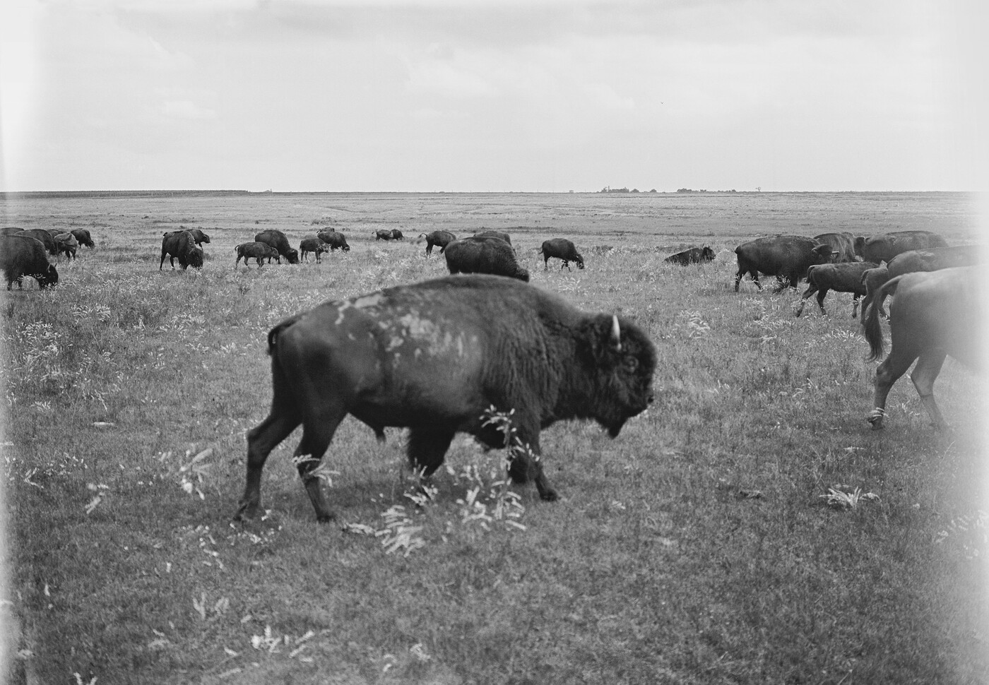 Buffalo bull and herd of tame buffalo owned by Charles Goodnight who is ...