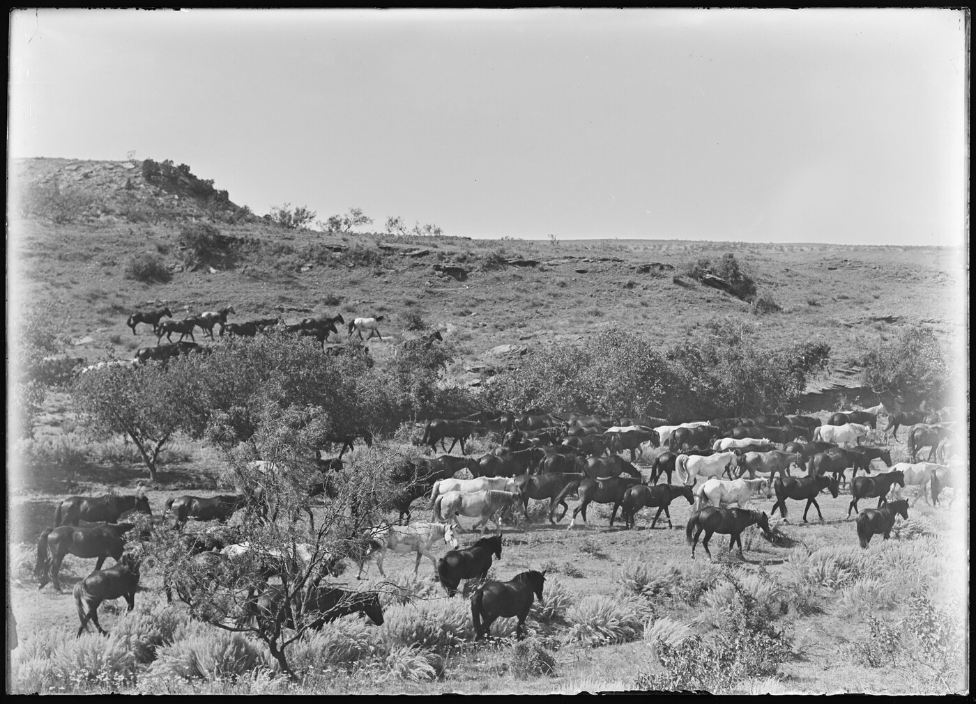 Remuda (band of riding horses) moving along the trail. Spur Ranch ...