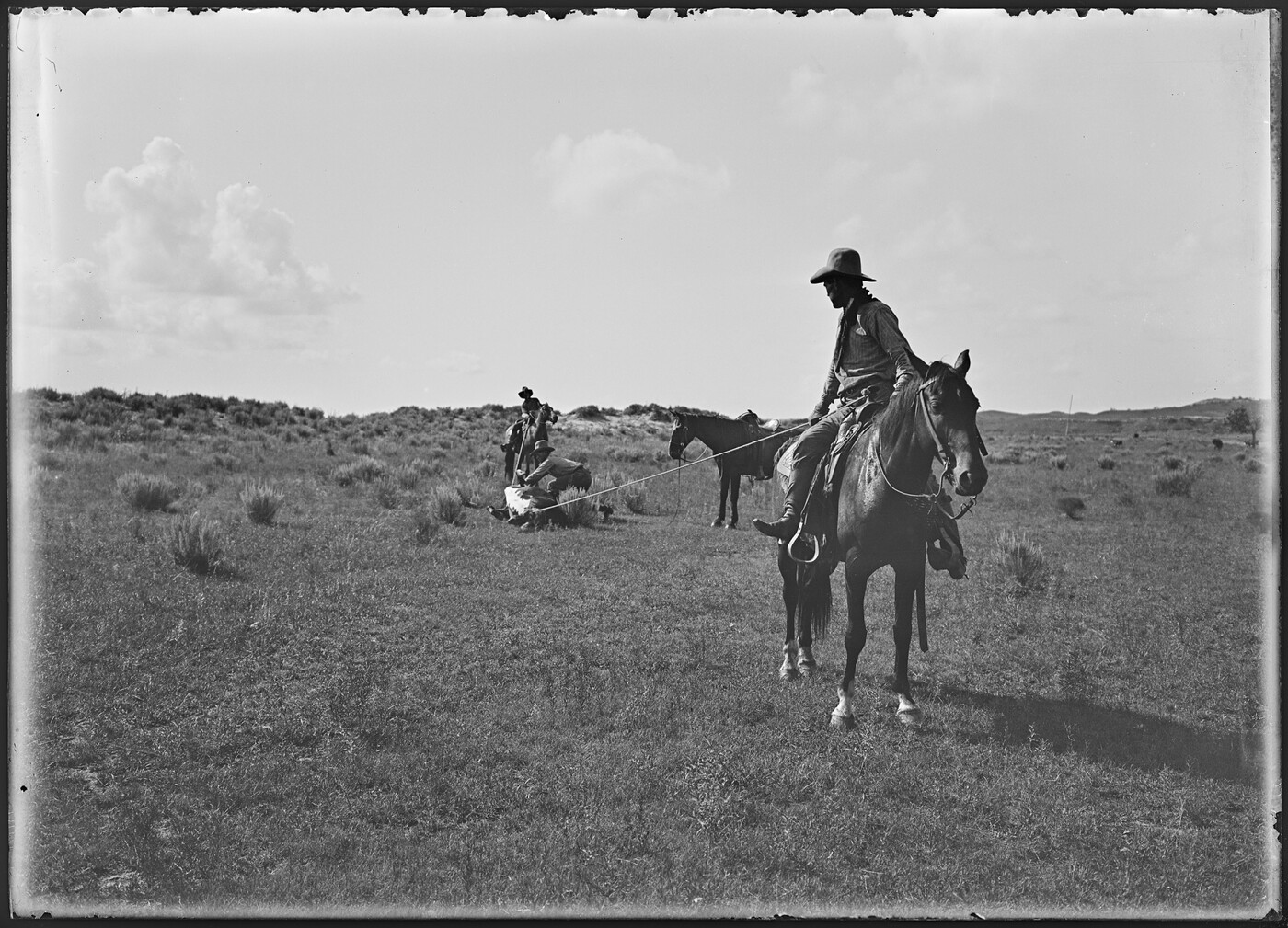 [Cowboys roping cattle in the open range for branding or doctoring ...