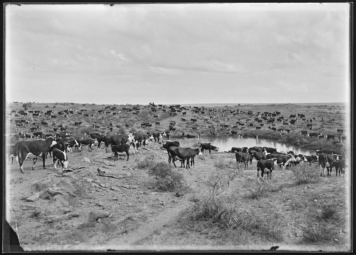 A watering place on the SMS Ranch, near Stamford, Texas. Formerly ...