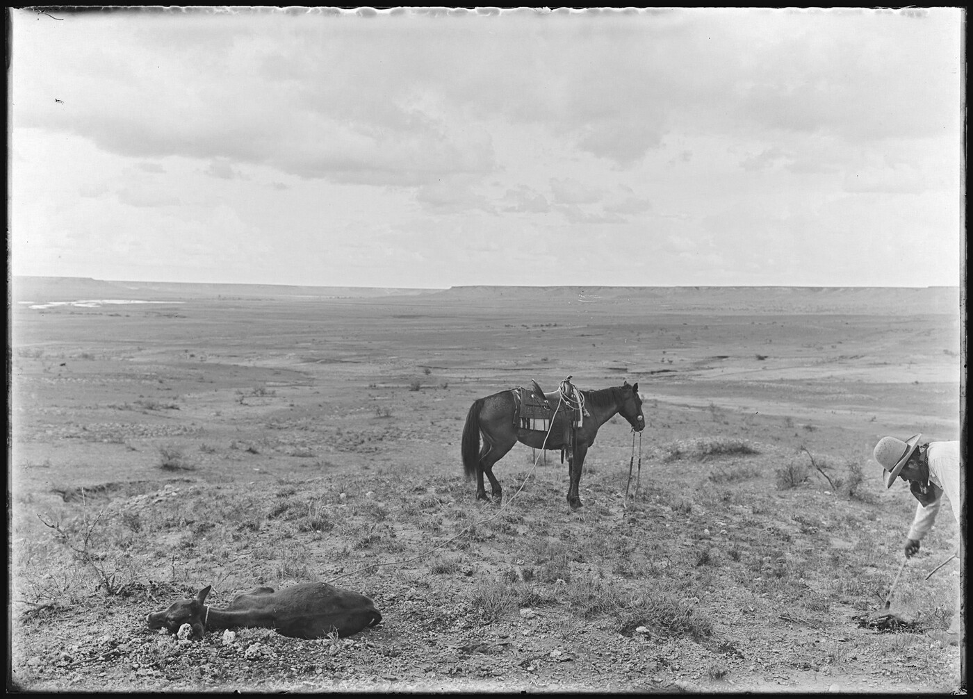 A cowboy [Frank Smith] building a fire to brand a calf in the open ...