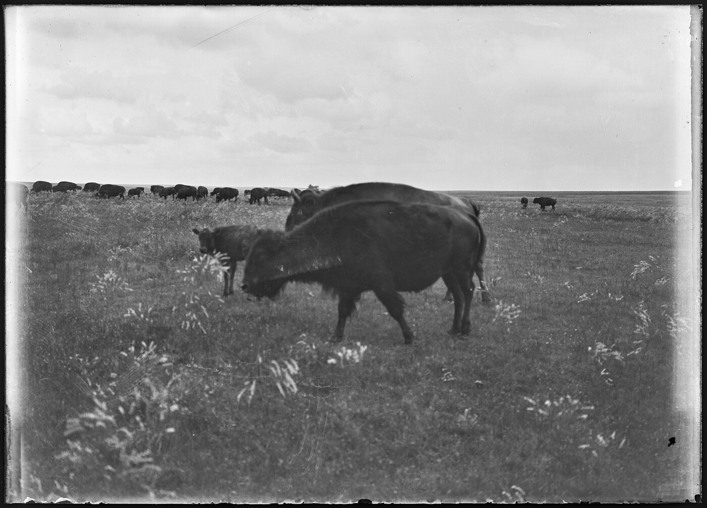 A herd of "cattalo," cross between buffalo (bison) and cattle developed ...