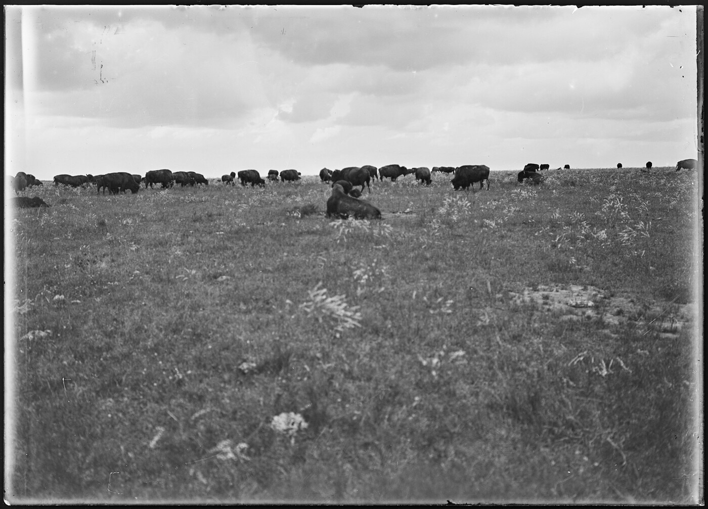 A herd of "cattalo," cross between buffalo (bison) and cattle developed ...