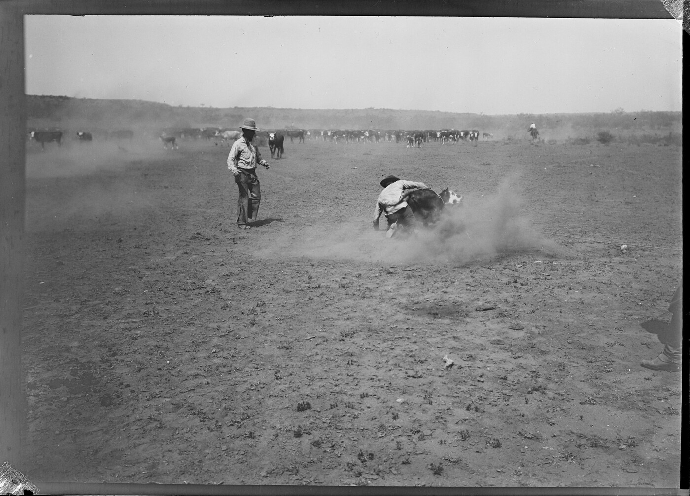 Branding scene. Spur Ranch, Texas. | Amon Carter Museum of American Art