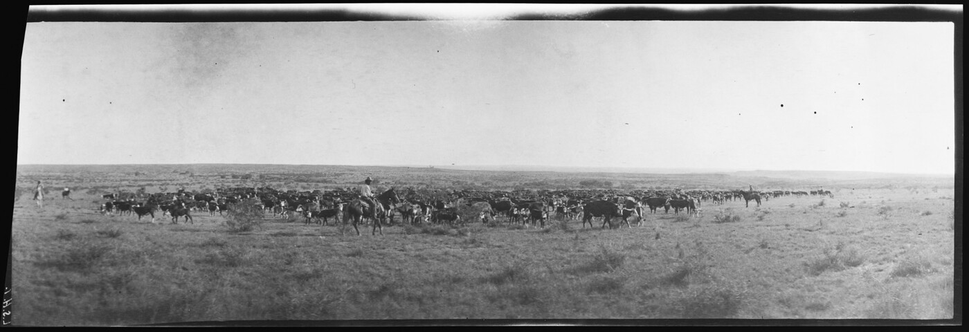 Two cowboys holding a cut of cattle on the upper panhandle plains ...