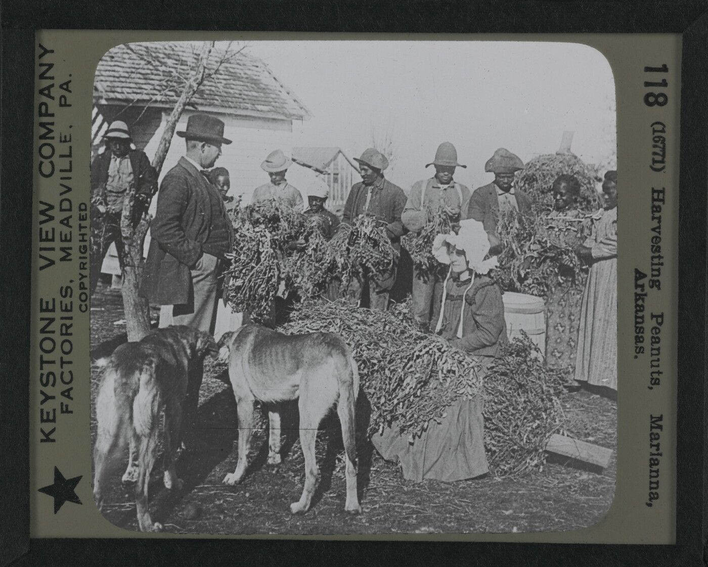 Harvesting Peanuts, Marianna, Arkansas. | Amon Carter Museum of ...