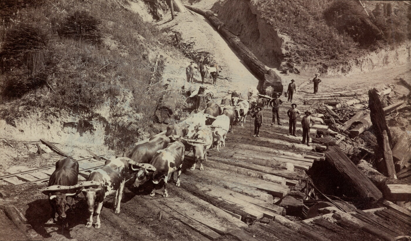 [Lumbermen posed with eight teams of oxen pulling logs] | Amon Carter ...