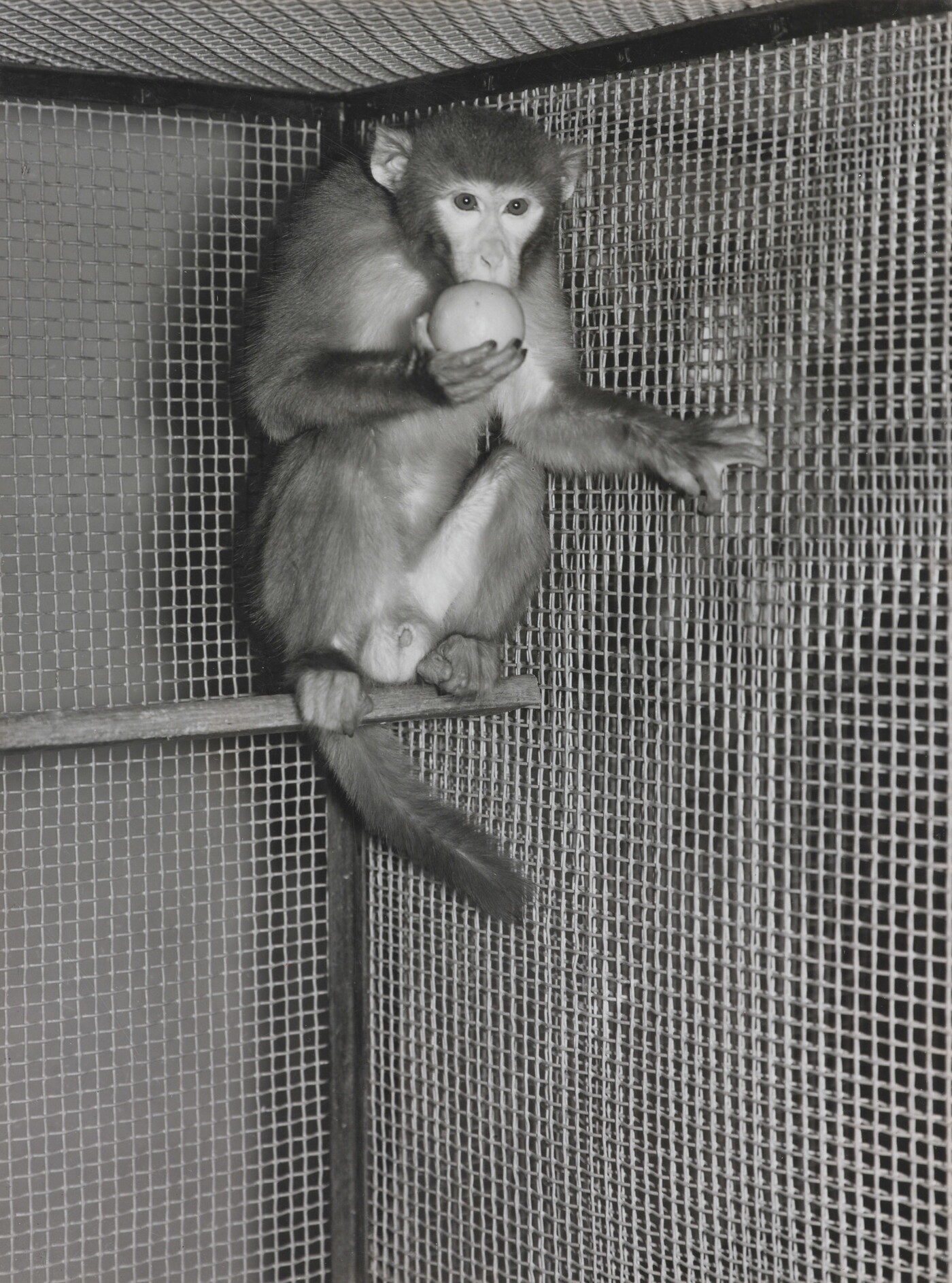 Monkey | Amon Carter Museum of American Art