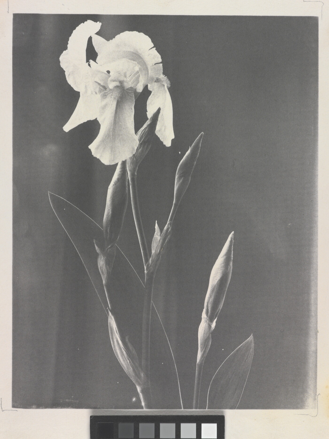 [White iris] | Amon Carter Museum of American Art