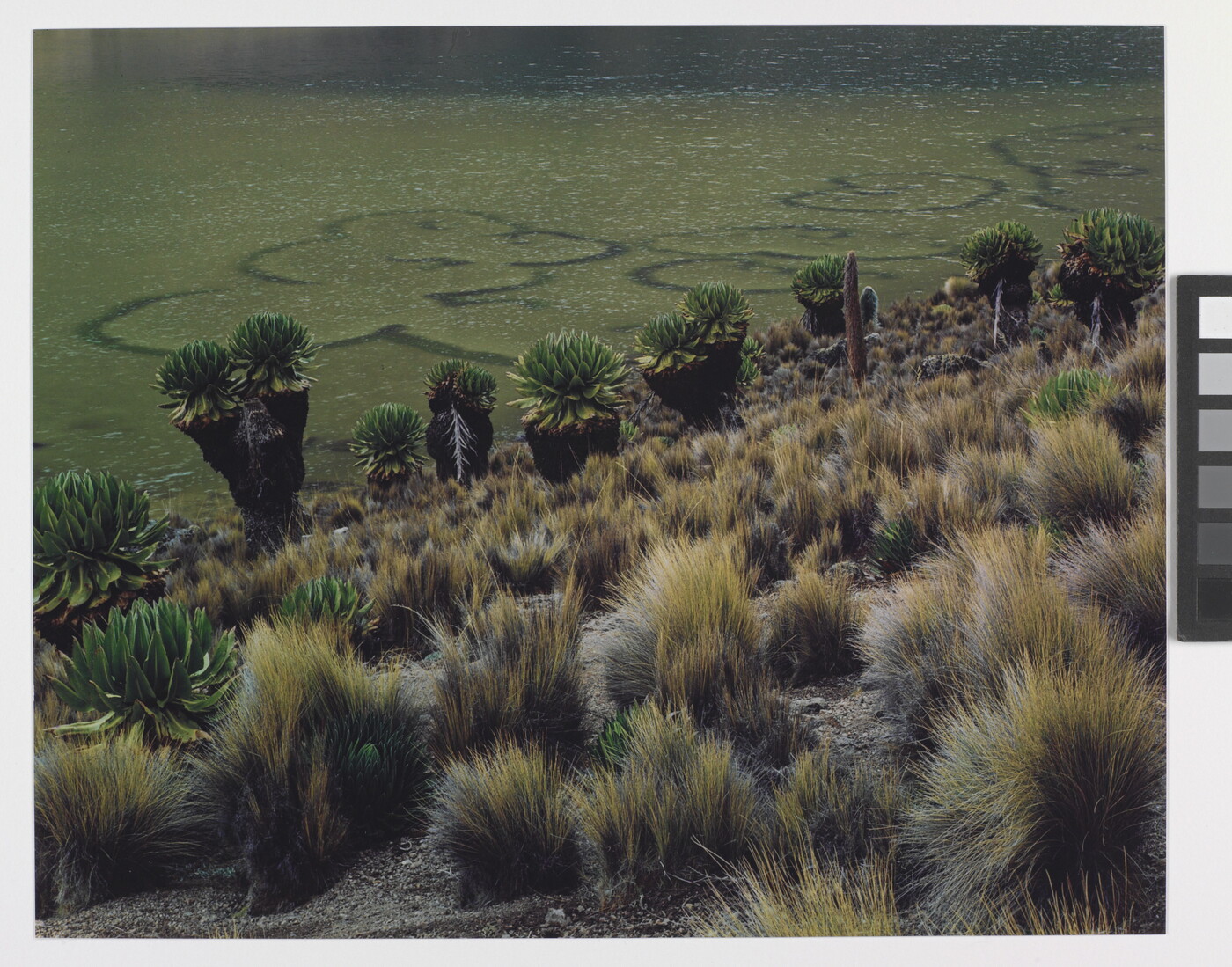 Teleki Tarn, Mount Kenya, Africa, February 14, 1970 | Amon Carter ...