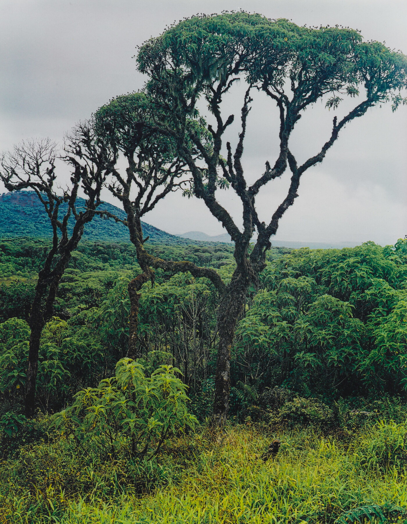 Scalesia Tree with Moss, Santa Cruz Island, Galápagos Islands, April 23 ...