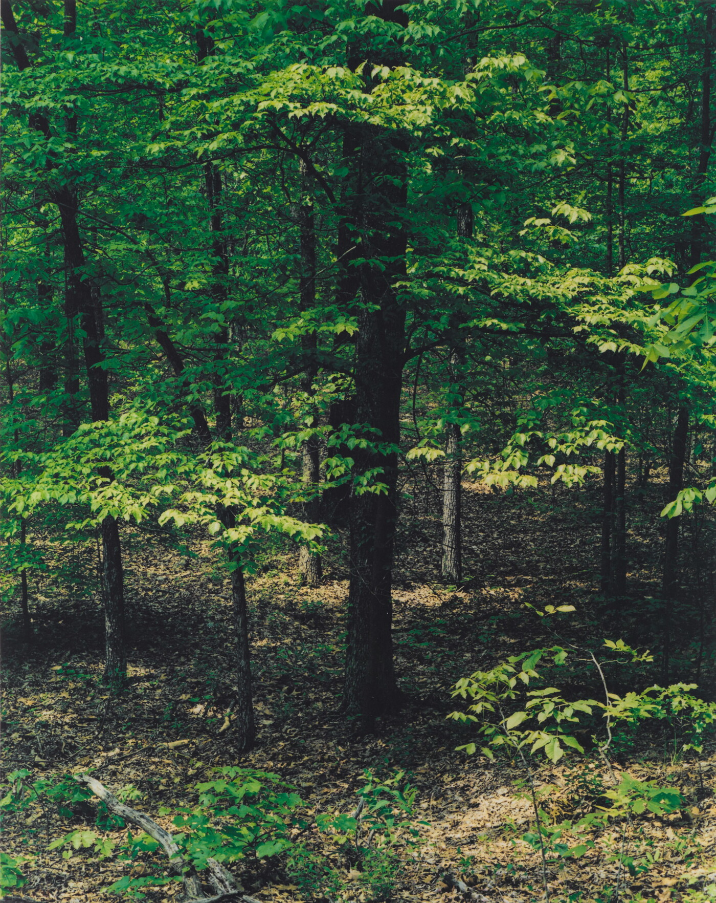 Forest Trees, Whites Creek Trail, Mark Twain National Forest, Missouri ...