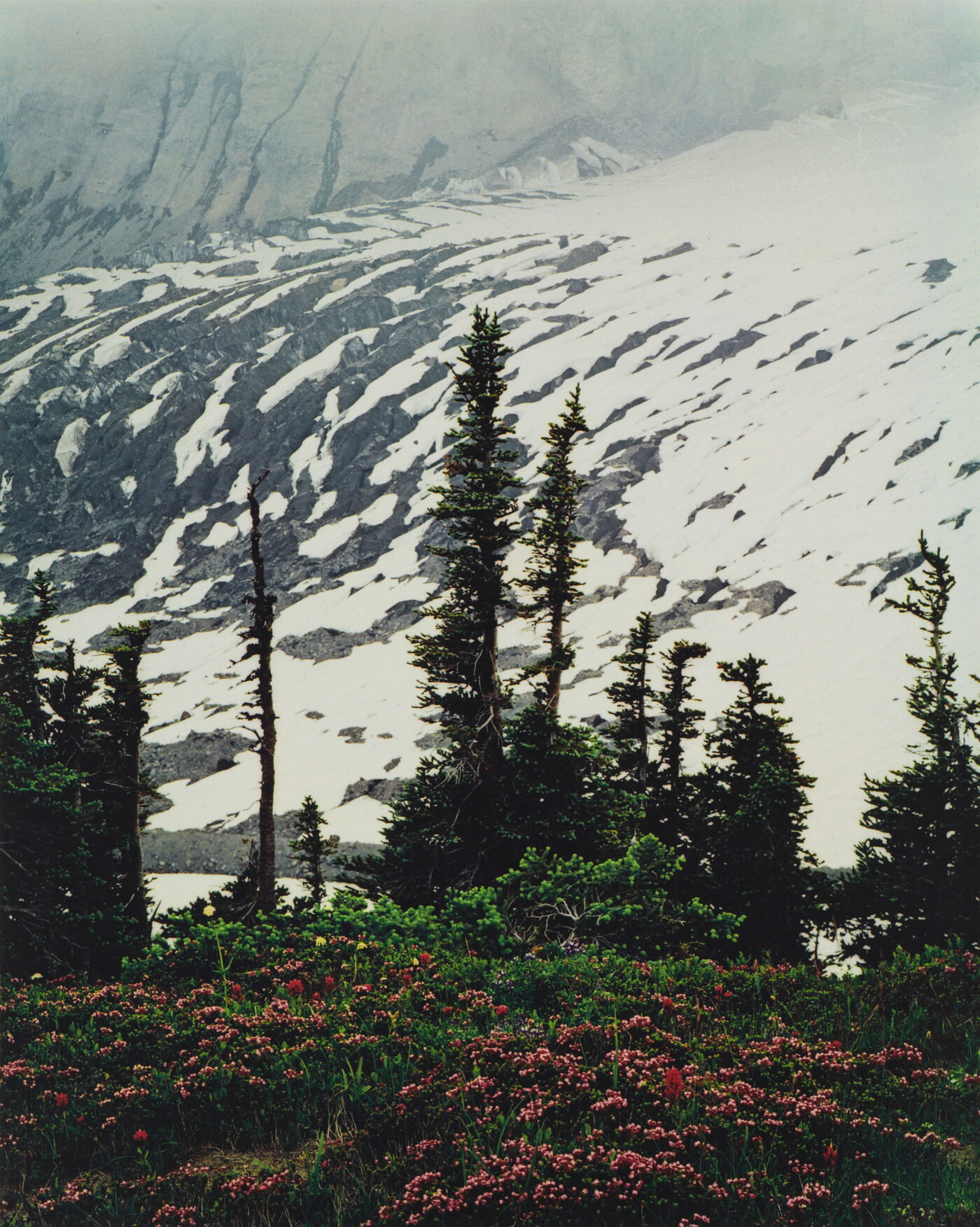 Heather and Tree Line Spruces, Mount Rainier, Washington, August 2 ...