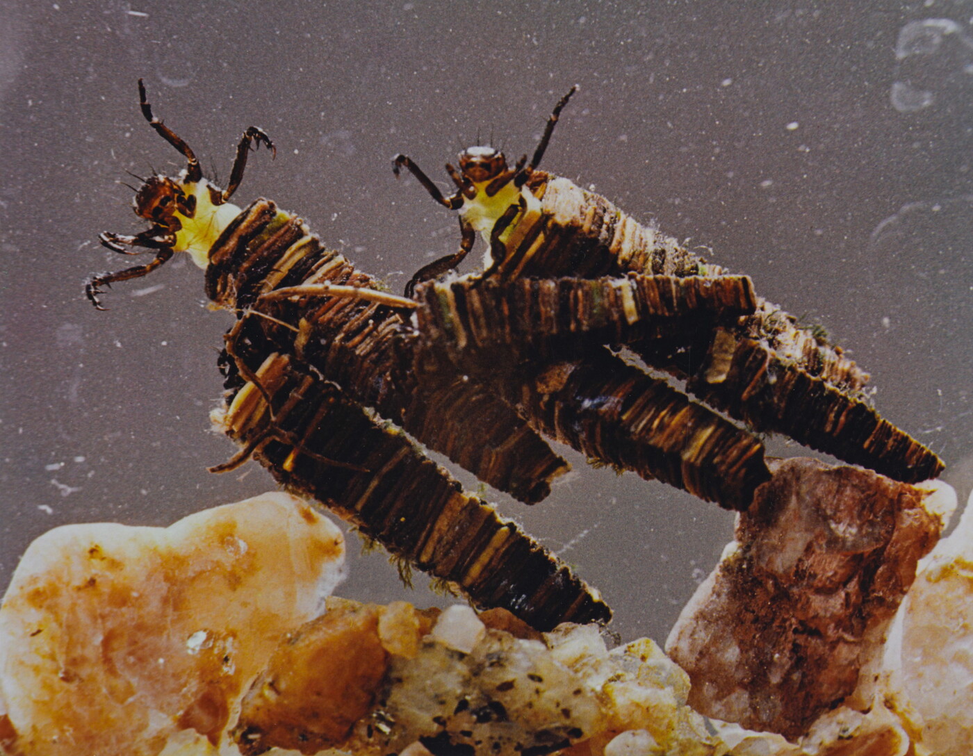 Caddis Worm, Brachycentrus, Nambe River, New Mexico, July 1958 | Amon ...