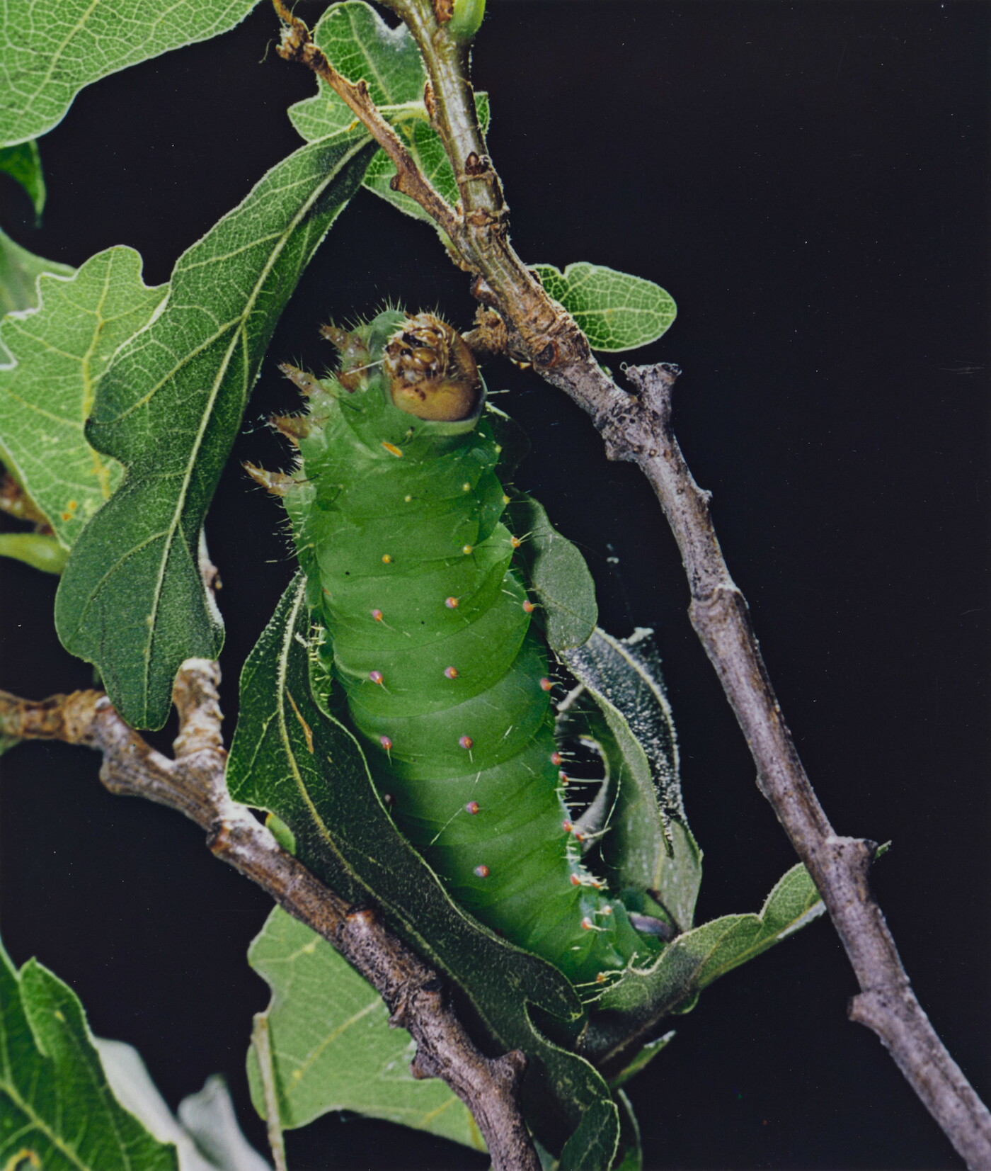 Telea polyphemus Larva, About 6 Weeks Old, Cocoon Spinning Sequence 4 ...