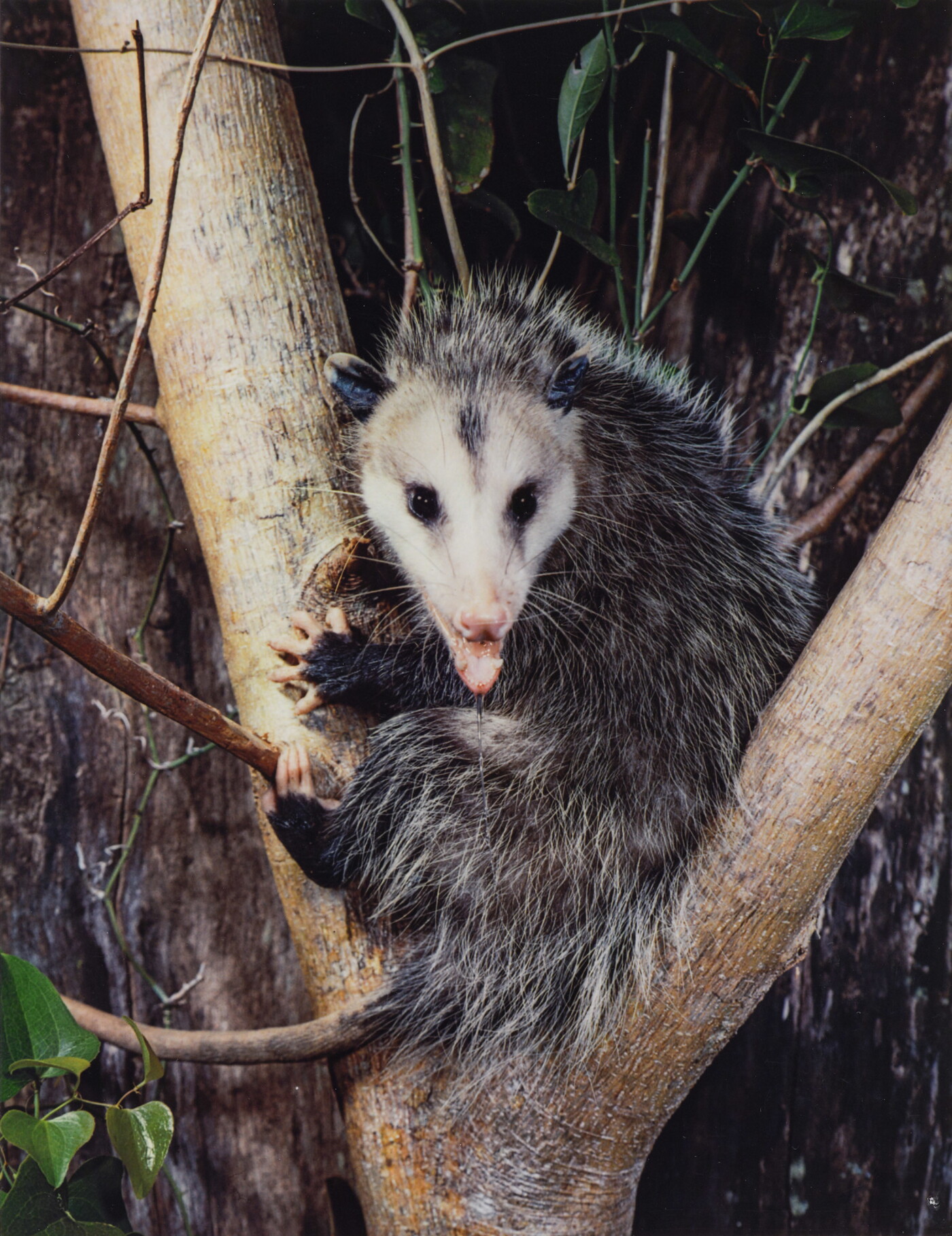 Opossum, Everglades National Park, Florida, March 8, 1954 | Amon Carter ...