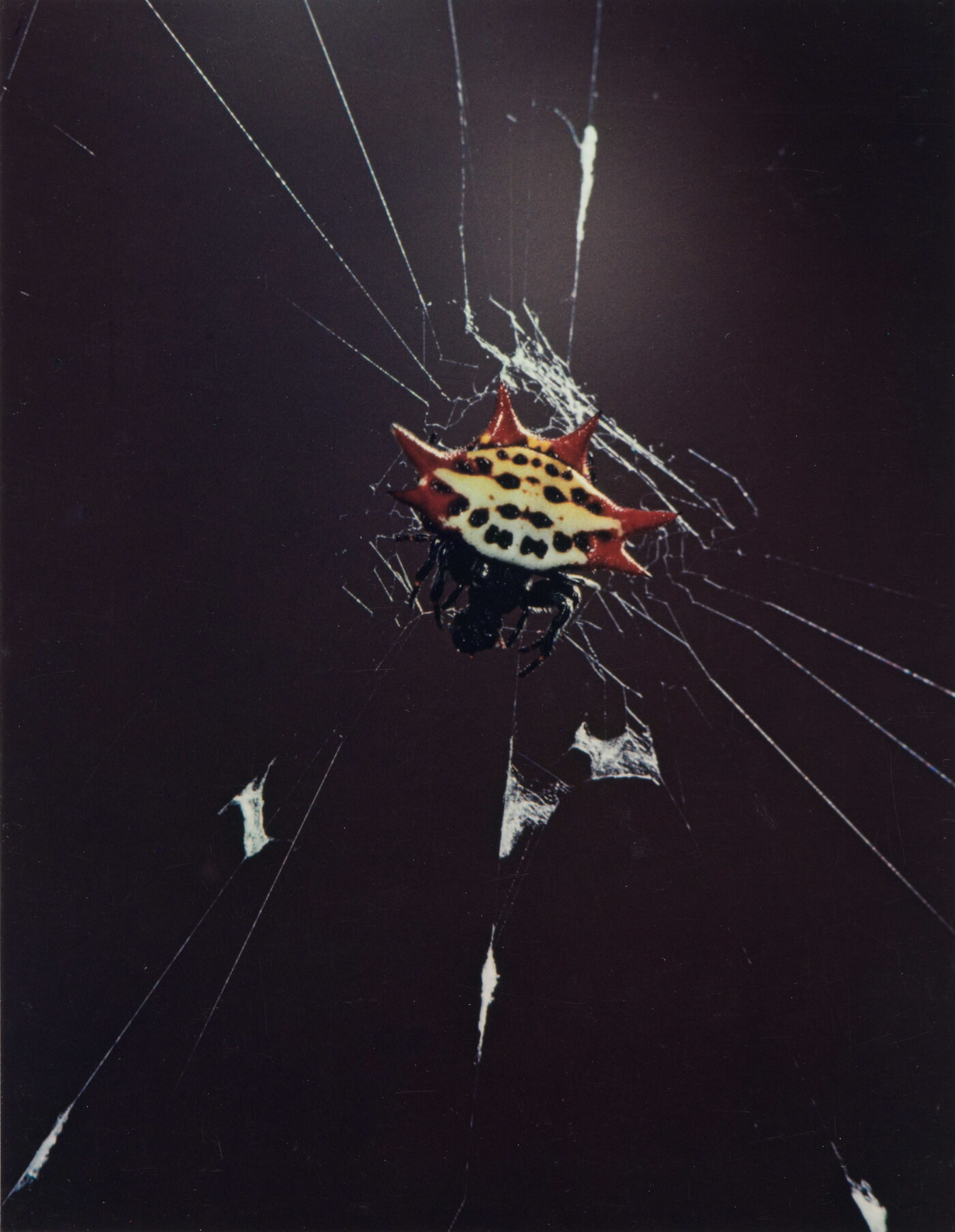 Spiny-bodied Spider | Amon Carter Museum of American Art